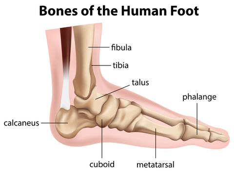 Heel bone fractures | Dubai Podiatry Centre